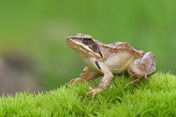 Kikker gevonden. | De avonturen van het jongste lager