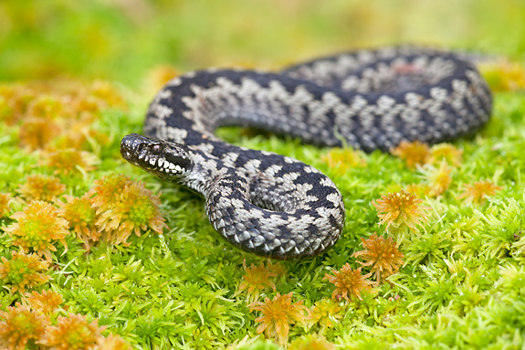 Adder