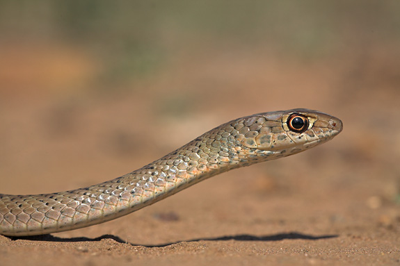 Photographs of Psammophis, Malpolon