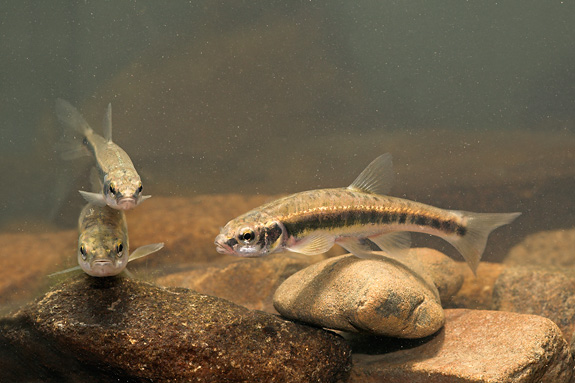 Phoxinus - JungleKey.fr Image