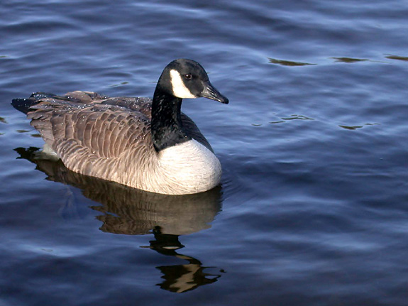Kleine Canadese gans / Ganzen / Eendachtigen / Watervogels | Birds