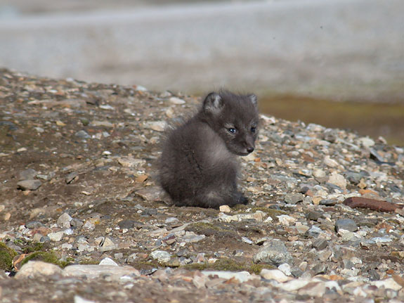 Important question: What is the cutest baby animal? | NeoGAF